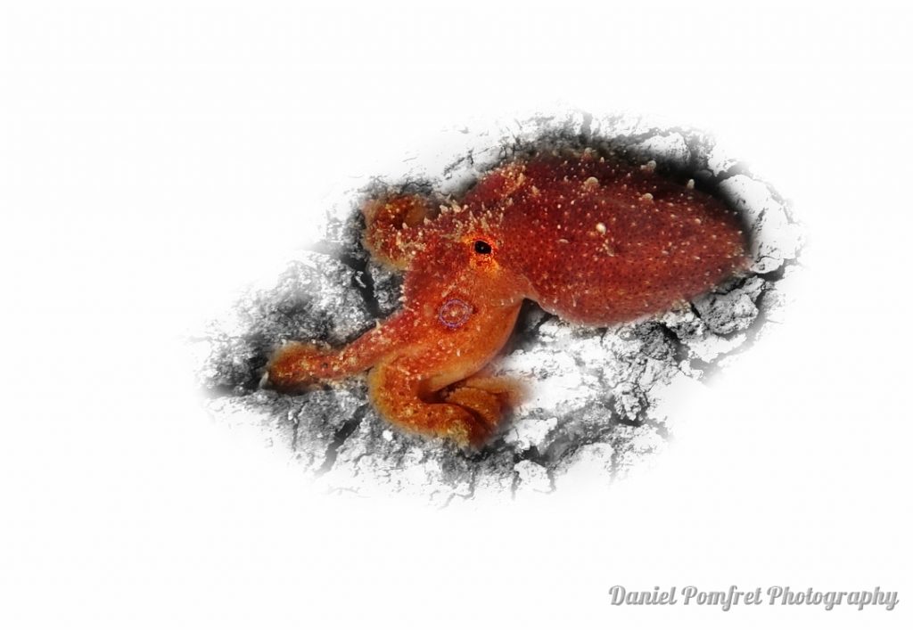 Mototi Octopus (Octopus mototi) - Daniel Pomfret Photography