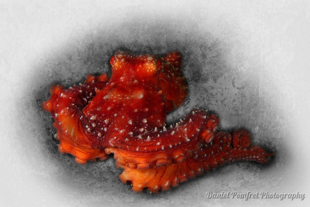 Starry Night Octopus (Callistoctopus luteus) - Daniel Pomfret Photography