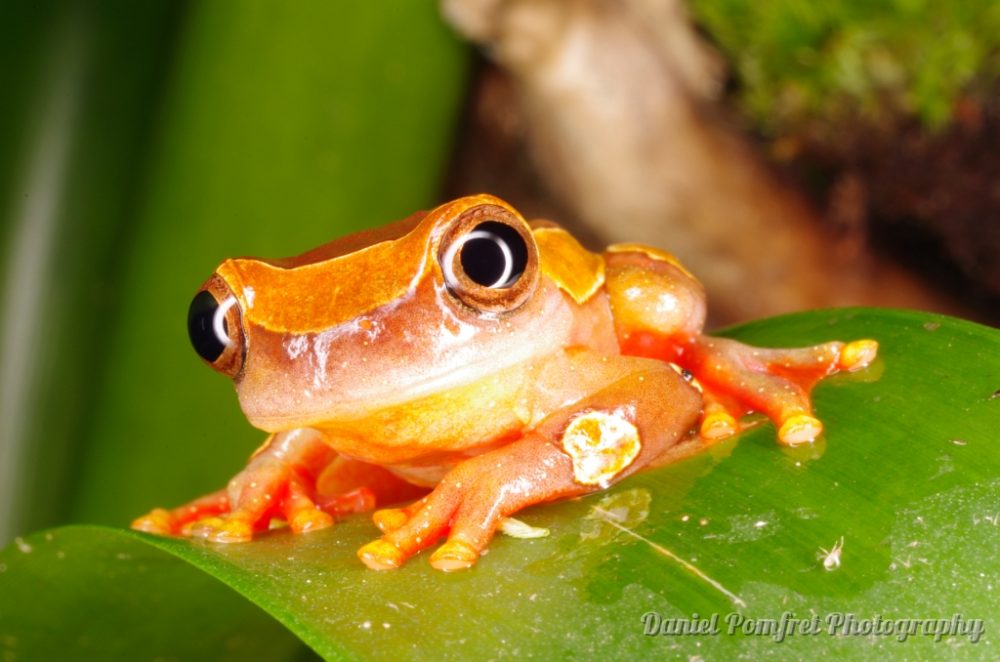 Clown tree frog (Dendropsophus leucophyllatus) 4686 - Daniel Pomfret ...