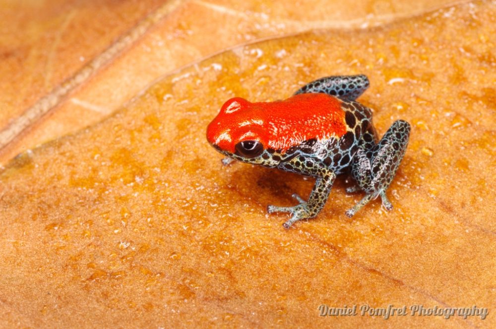 Red backed poison dart frog (Ranitomeya reticulata) 6440 - Daniel ...
