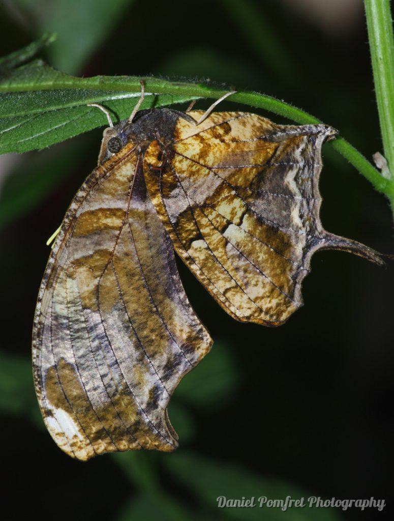 Macro Photography Archives - Daniel Pomfret Photography
