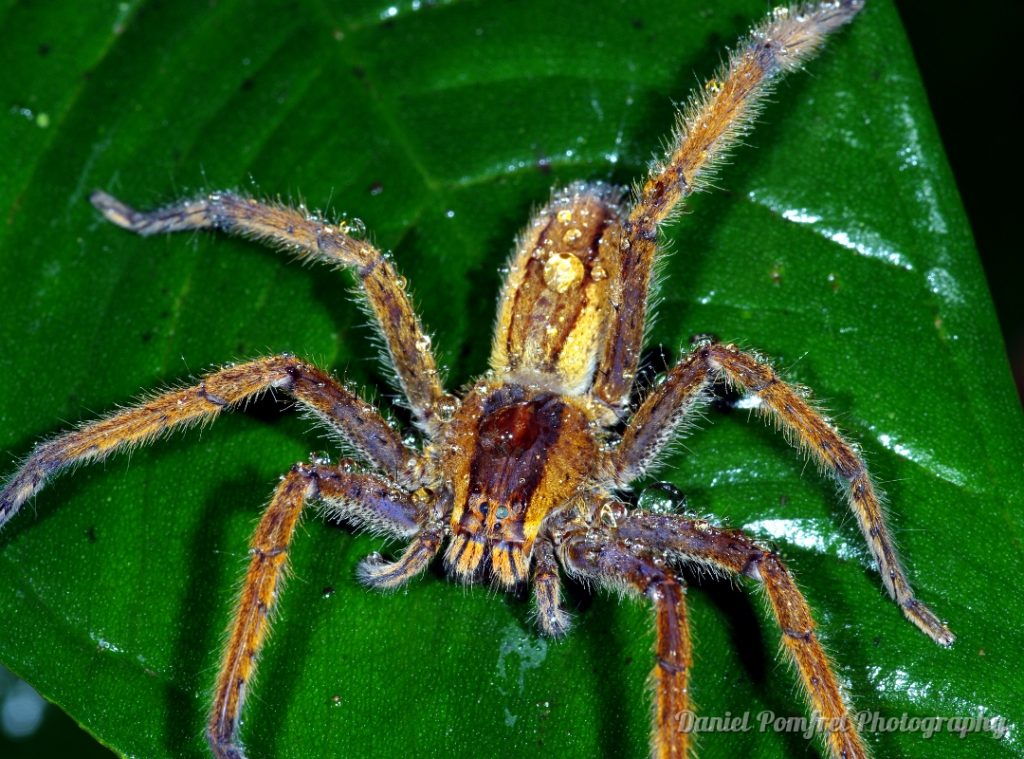 Wolf Spider - Cupiennius coccineus, Costa Rica 001 - Daniel Pomfret ...