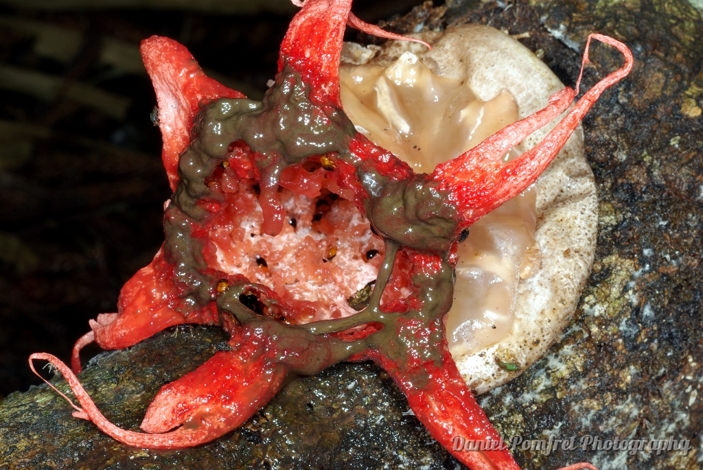 Octopus Stinkhorn Fungus - Clathrus Archeri 001 - Daniel Pomfret ...