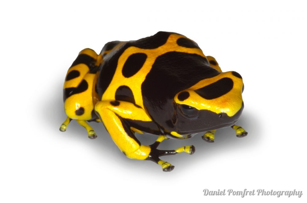 Bumblebee poison dart frog (Dendrobates leucomelas) ART8514 - Daniel ...